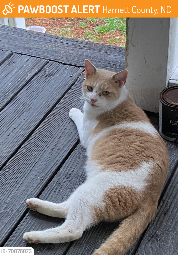 Harnett County, NC Stray Cat Found Near Gregory Cir. Buies Creek,NC ...