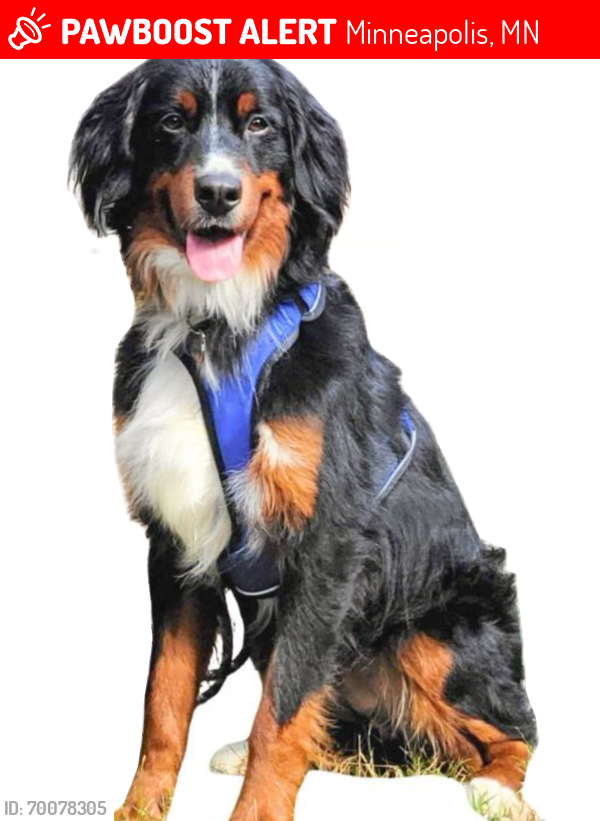 Minneapolis, MN Lost Male Dog, Sammy Is Missing | PawBoost