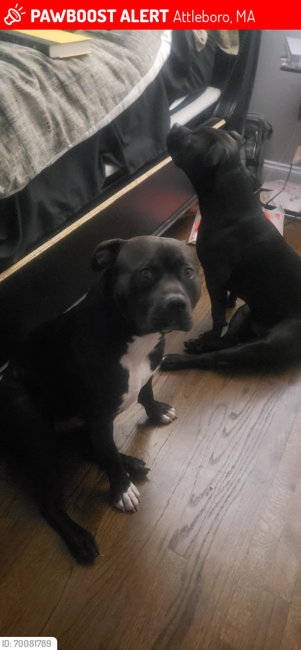 Attleboro, MA Lost Male Dog, Nola & Choco Is Missing | PawBoost