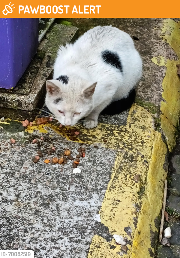 West Midlands, England Stray Cat Found Near hosp street newton | PawBoost