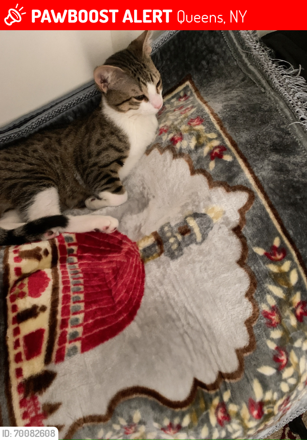 Queens, NY Lost Female Cat, Antar Is Missing | PawBoost