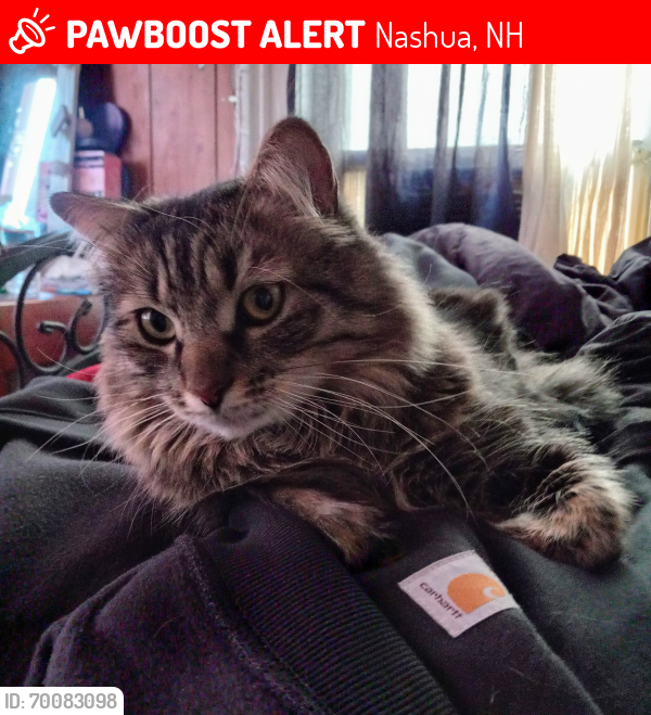 Nashua, NH Lost Male Cat, Bibby or Bam Is Missing | PawBoost