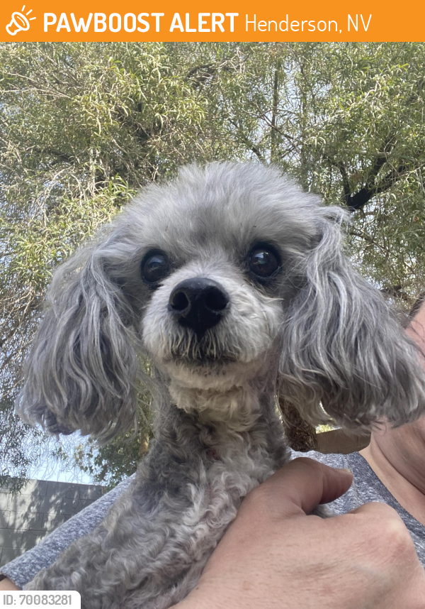 Henderson, NV Stray Male Dog Found Near Warm springs/Emden | PawBoost
