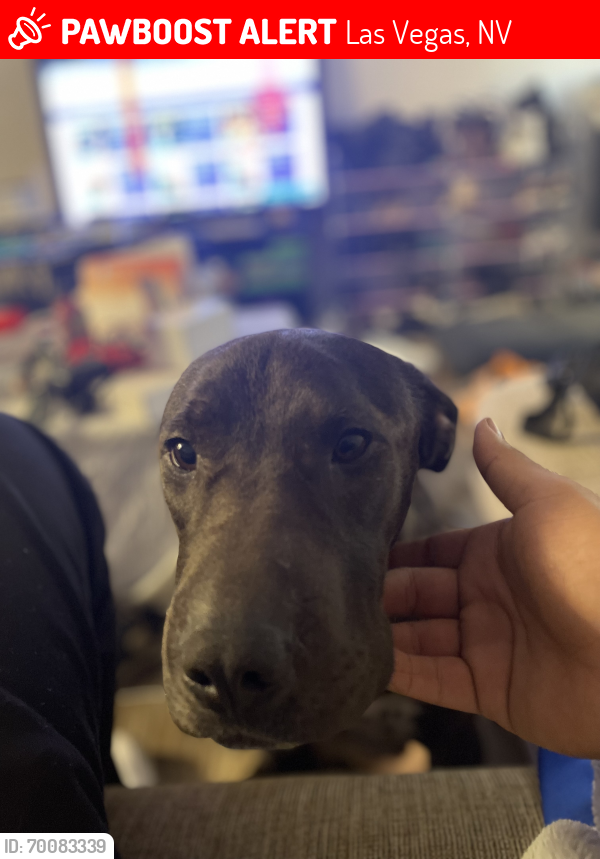 Las Vegas, NV Lost Male Dog, Nipsey Is Missing | PawBoost