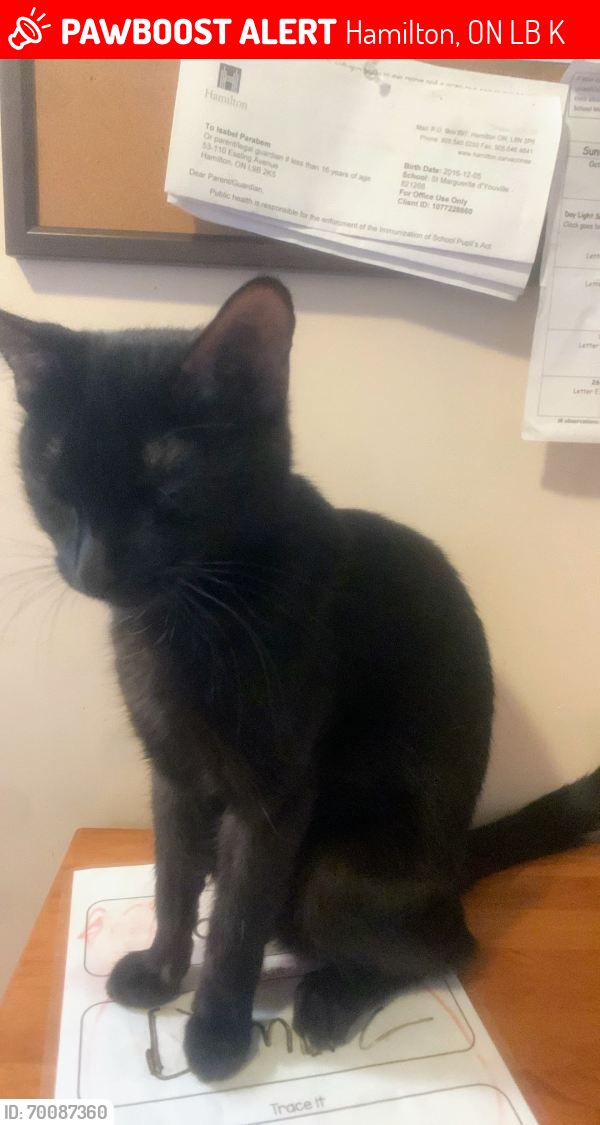 Hamilton, ON Lost Female Cat, Cynder Is Missing | PawBoost