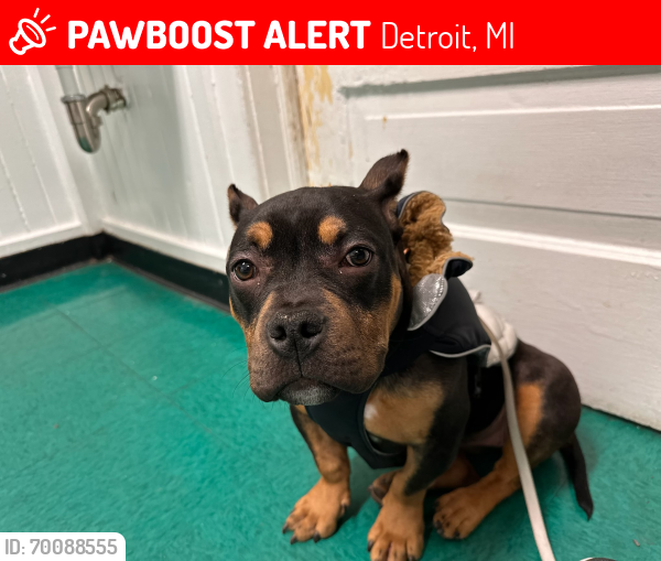 Detroit, MI Lost Female Dog, Umi Is Missing | PawBoost