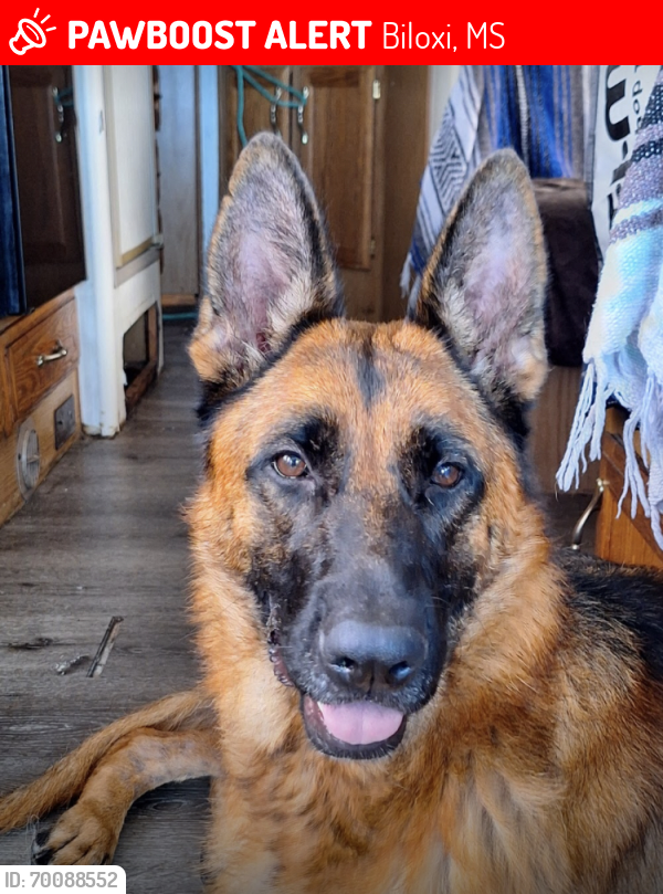 Biloxi, MS Lost Female Dog, Siler Is Missing | PawBoost