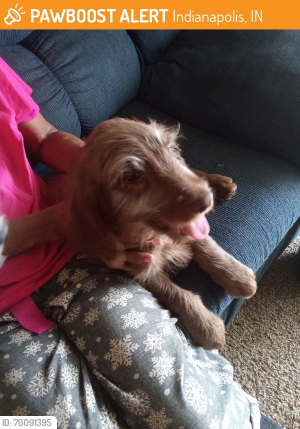 Indianapolis, IN Stray Male Dog Found Near #15 Bus Route right over ...