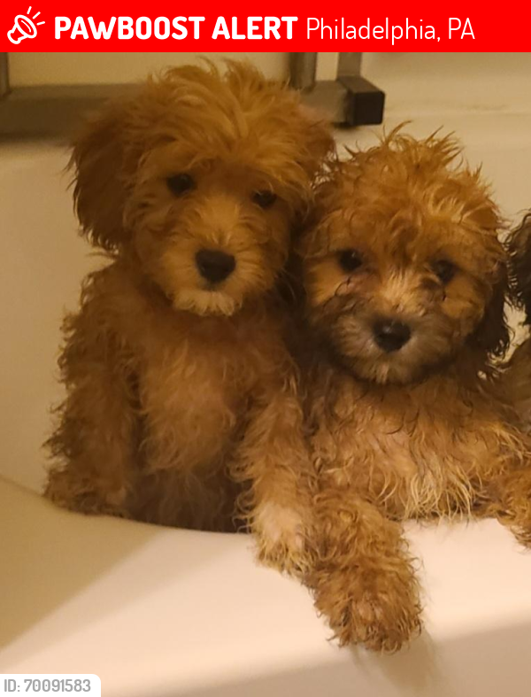 Philadelphia, PA Lost Male Dog, Meatball Is Missing | PawBoost