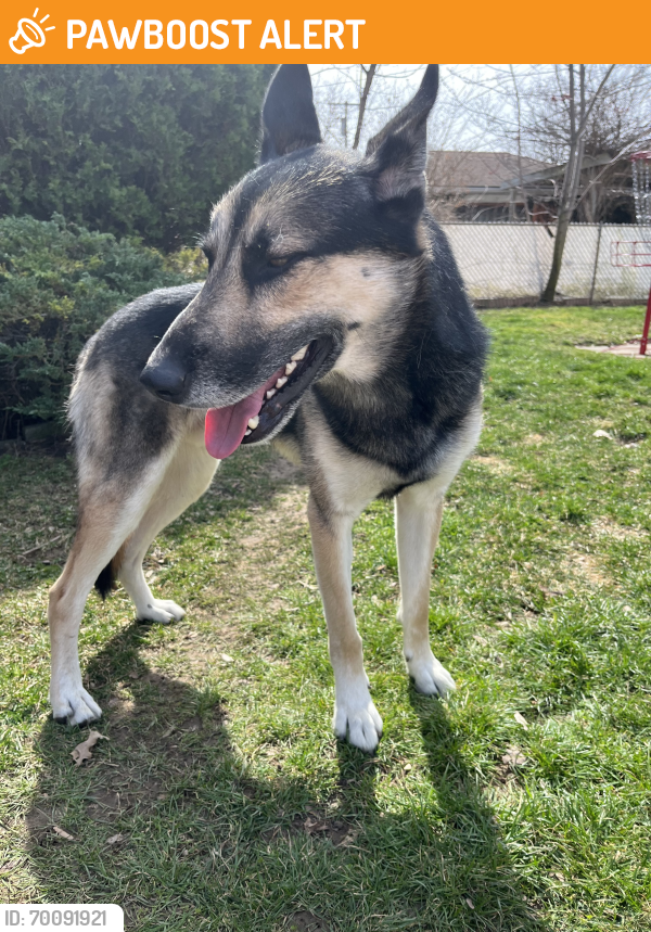 Redford Charter Township, MI Stray Male Dog Found Near Inkster and ...