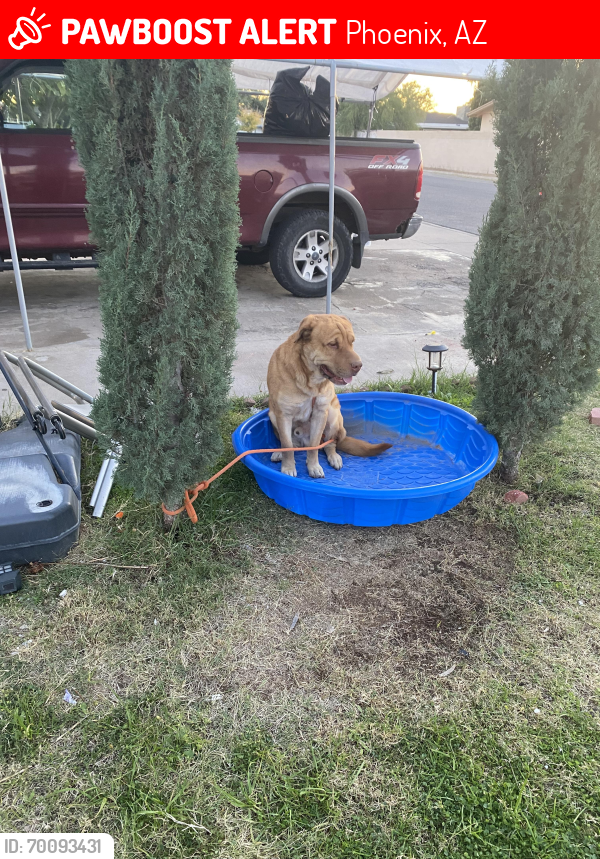 Phoenix, AZ Lost Male Dog, Canelo Is Missing | PawBoost