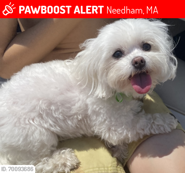 Needham, MA Lost Female Dog, Twinkle Is Missing | PawBoost