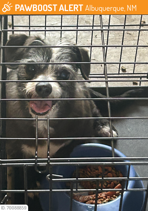 Albuquerque, NM Stray Male Dog Found Near Gibson and Edith | PawBoost