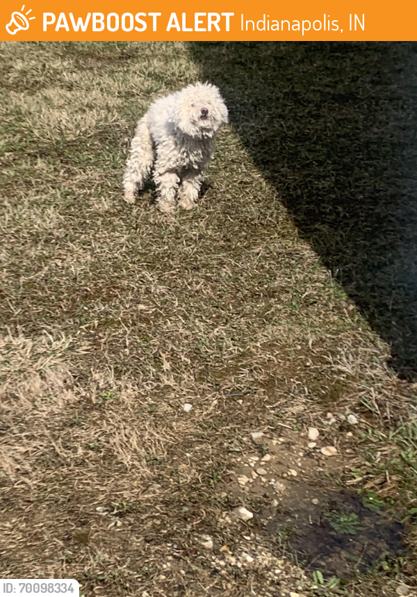 Indianapolis, IN Stray Dog Found Near 38th st | PawBoost