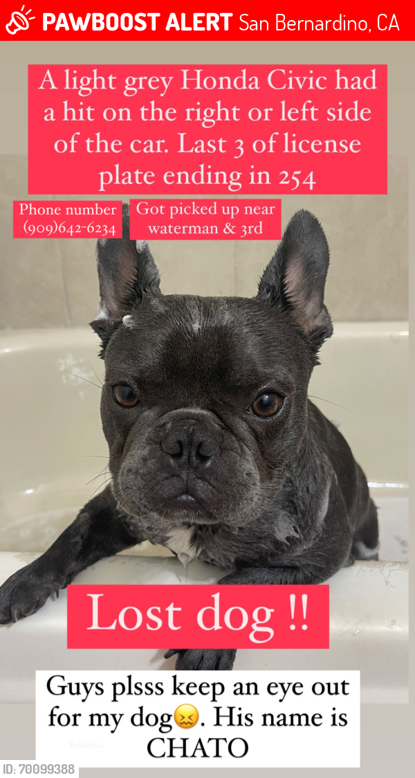 San Bernardino, CA Lost Male Dog, Chato Is Missing | PawBoost