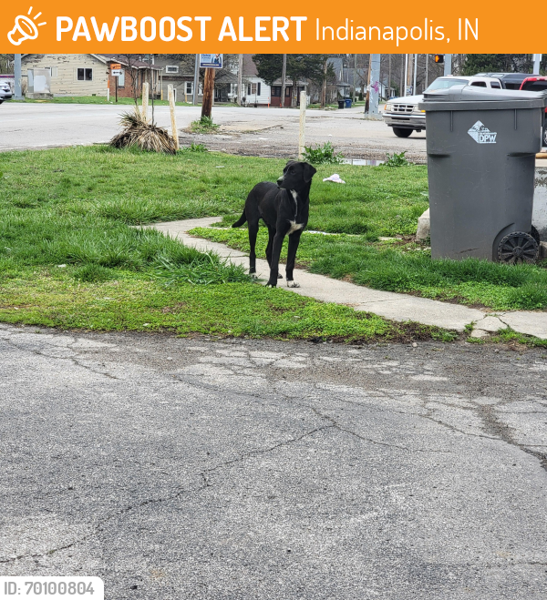 Indianapolis, IN Stray Dog Found Near E Troy and S Meridian | PawBoost