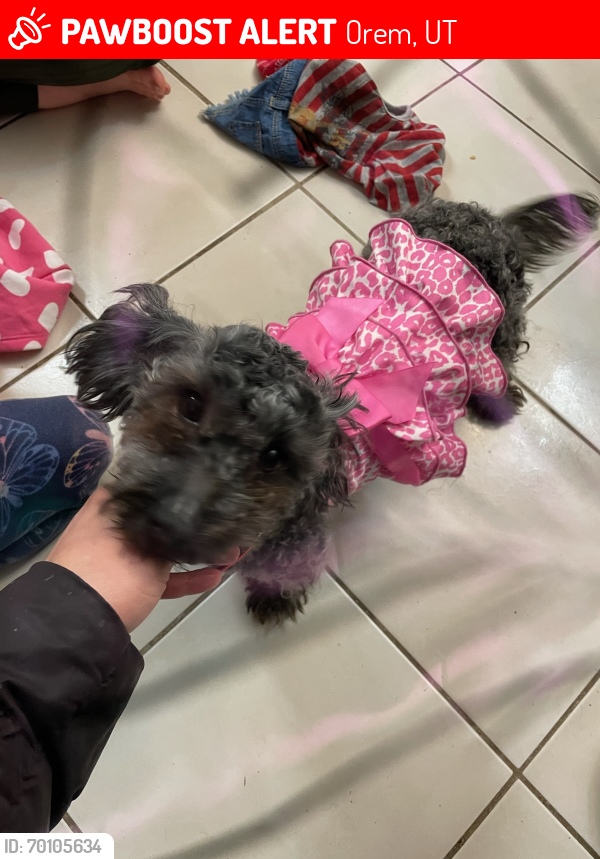 Orem, UT Lost Female Dog, Ruby Is Missing | PawBoost