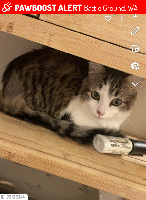 Battle Ground, WA Lost Female Cat, Spazzy Is Missing | PawBoost