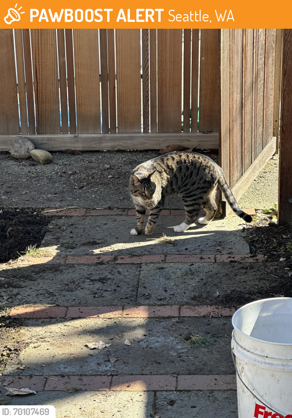 Seattle, WA Stray Cat Found Near 17th Ave NE & 55th St | PawBoost