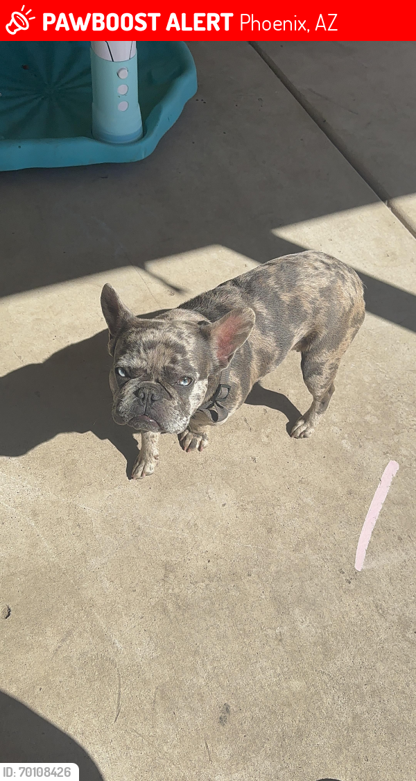Phoenix, AZ Lost Male Dog, Mikey Is Missing | PawBoost