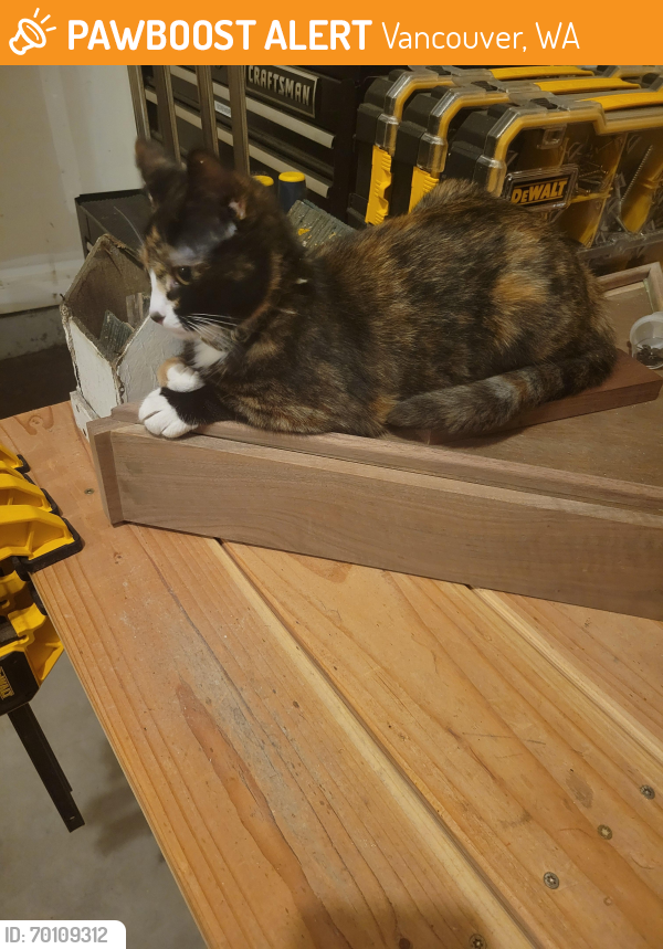 Vancouver, WA Stray Cat Found Near ne 47th st | PawBoost