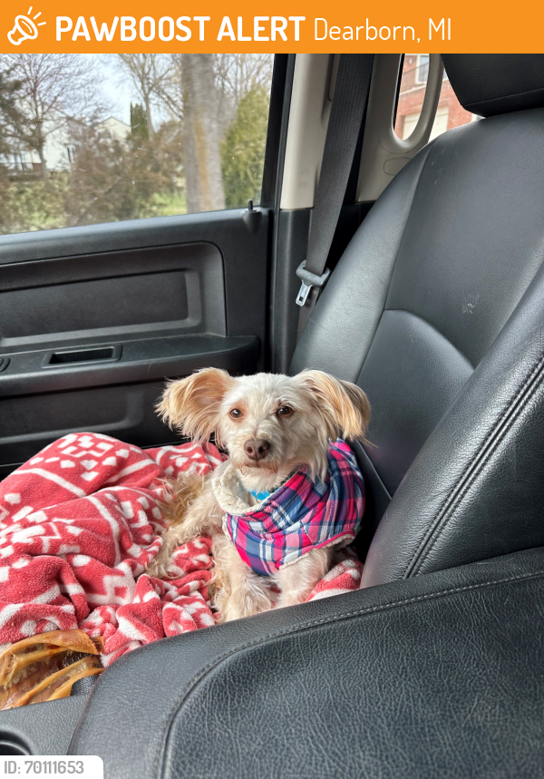 Dearborn, MI Stray Male Dog Found Near Dearborn/Detroit area | PawBoost