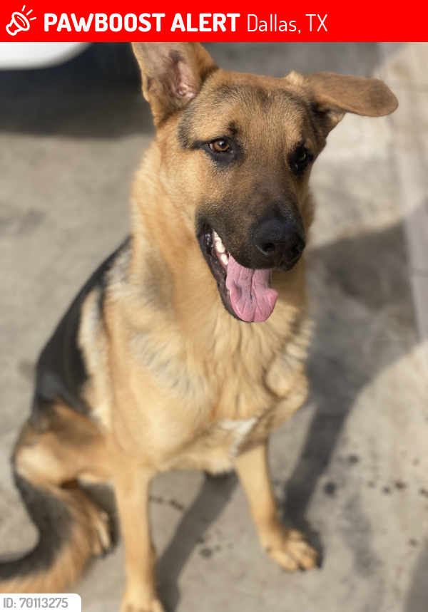 Dallas, TX Lost Male Dog, Scooby Is Missing | PawBoost