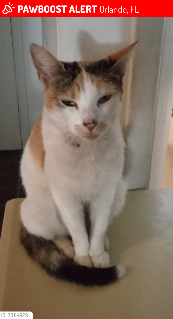 Orlando, FL Lost Female Cat, Lola Is Missing | PawBoost