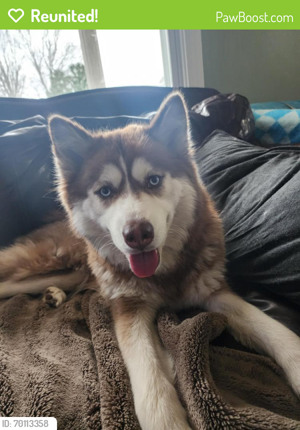 Reunited Female Dog in Virginia Beach, VA 23452 (ID: 70113358) | PawBoost