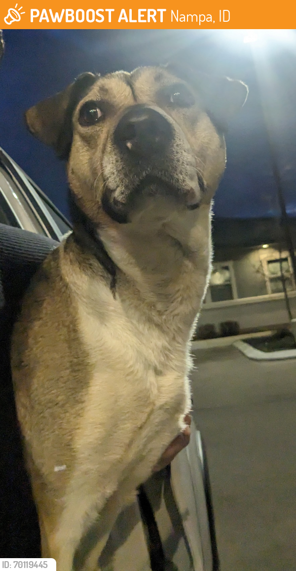 Nampa, ID Stray Female Dog Found Near Near E Flamingo Ave, Nampa 83687 ...