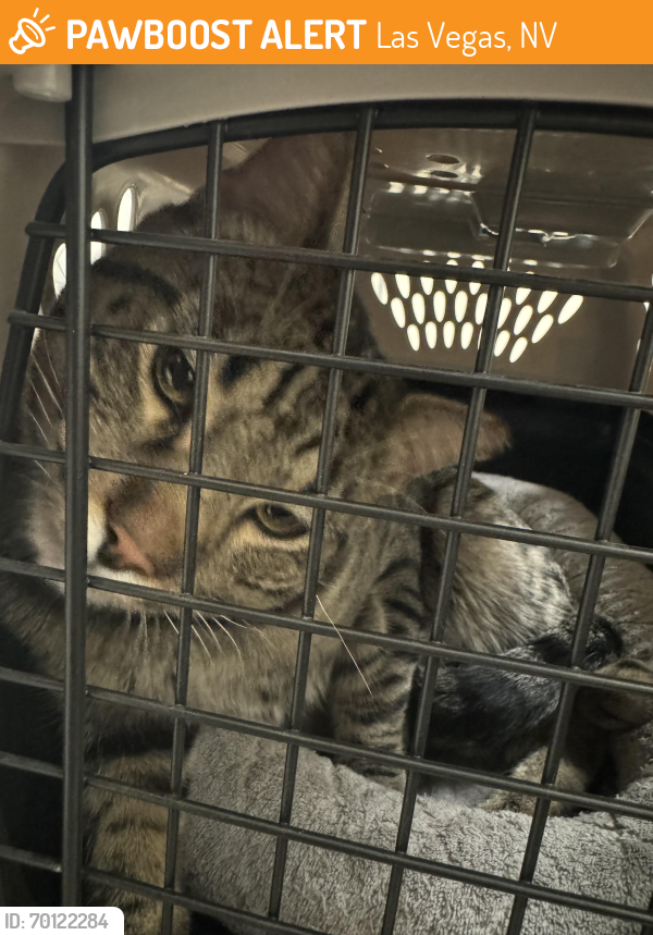 Las Vegas, NV Stray Male Cat Found Near S rainbow & robindale | PawBoost