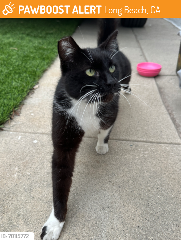 Long Beach, CA Stray Cat Found Near E Harding Street & Gundry Ave ...