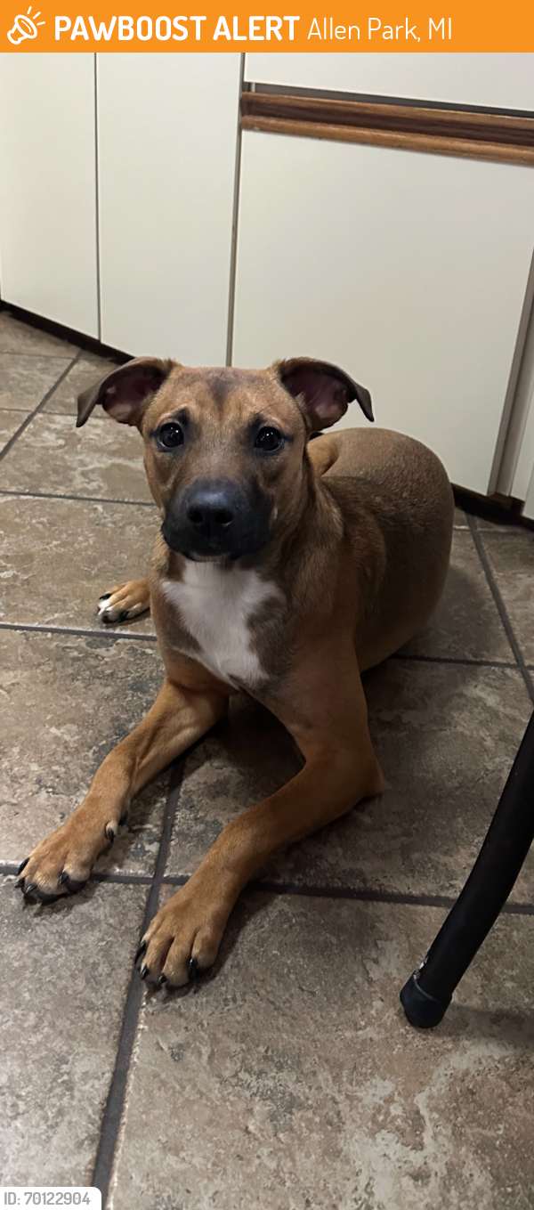 Allen Park, MI Stray Female Dog Found Near Allen park mi | PawBoost