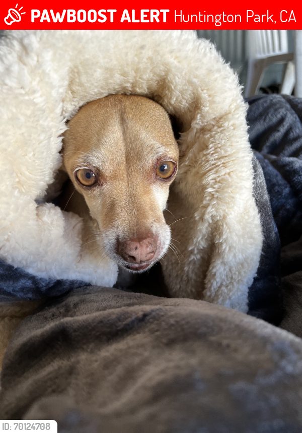 Huntington Park, CA Lost Male Dog, Papi Is Missing | PawBoost