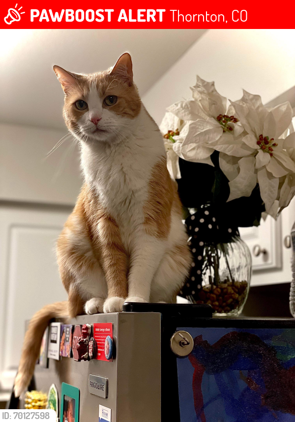Thornton, CO Lost Male Cat, Tobby Is Missing | PawBoost