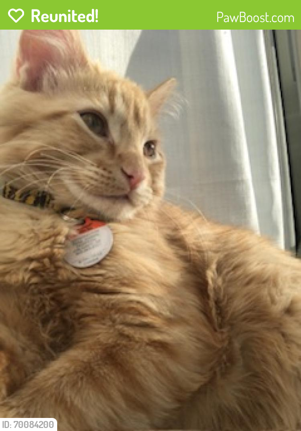 Reunited Male Cat in Calgary, AB T3C 2Z4 (ID: 70084200) | PawBoost