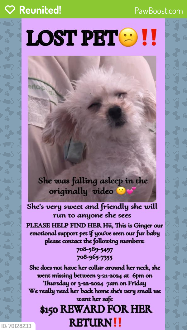 Reunited Female Dog in Lansing, IL 60438 (ID: 70128233) | PawBoost