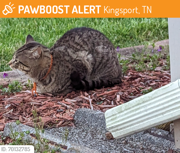 Kingsport, TN Stray Cat Found Near Ridgeline Dr | PawBoost