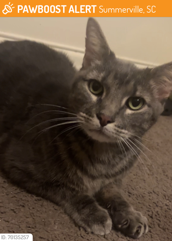 Summerville, SC Stray Cat Found Near Wannamaker ave | PawBoost