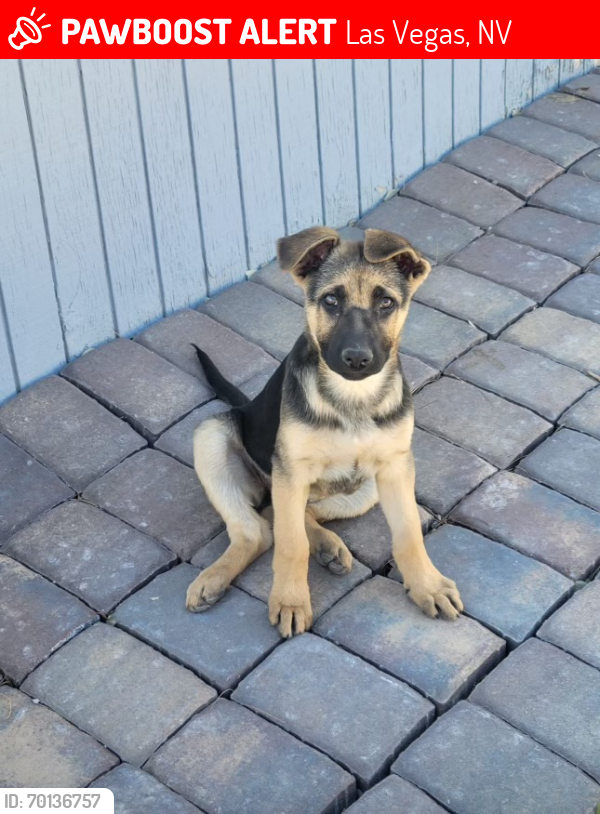 Las Vegas, NV Lost Female Dog, Loba Is Missing | PawBoost