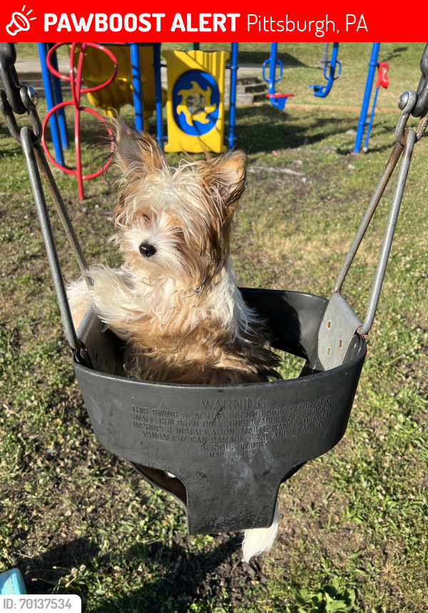 Pittsburgh, PA Lost Male Dog, Reese Is Missing | PawBoost