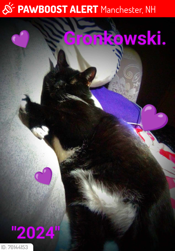 Manchester, NH Lost Male Cat, Gronkowski Is Missing | PawBoost