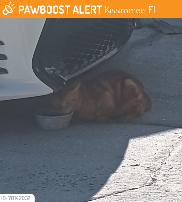 Kissimmee, FL Stray Male Cat Found Near On Boulder drive, pebble creek ...