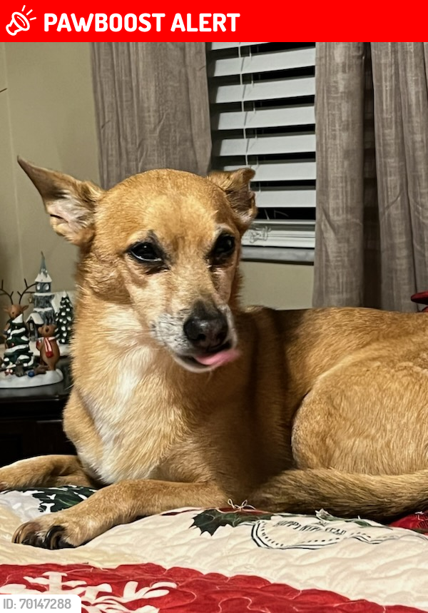Royal Palm Beach, FL Lost Female Dog, Daisy Waddell Is Missing | PawBoost