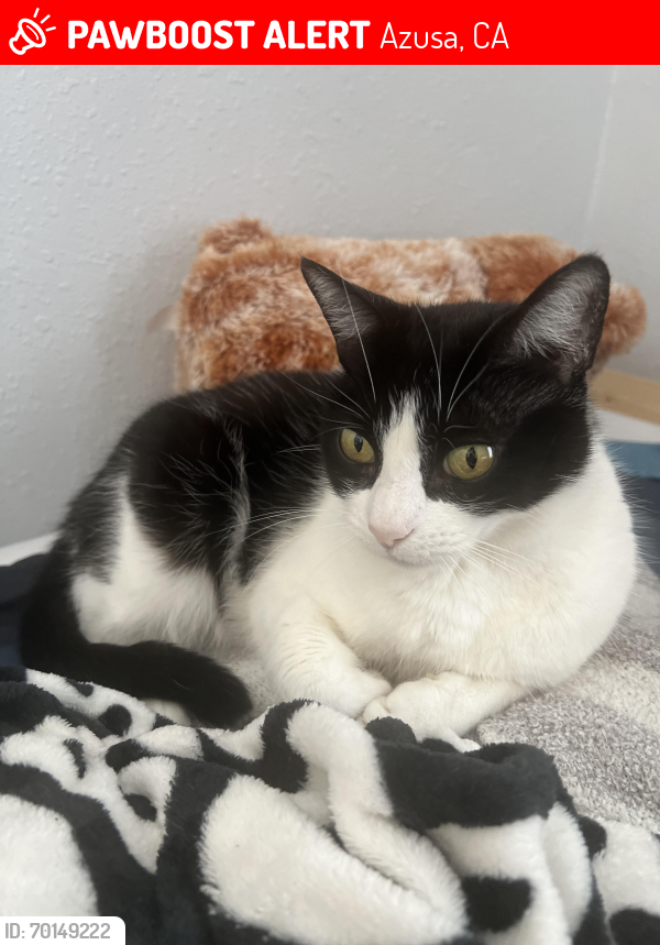 Azusa, CA Lost Female Cat, Bessie Is Missing | PawBoost