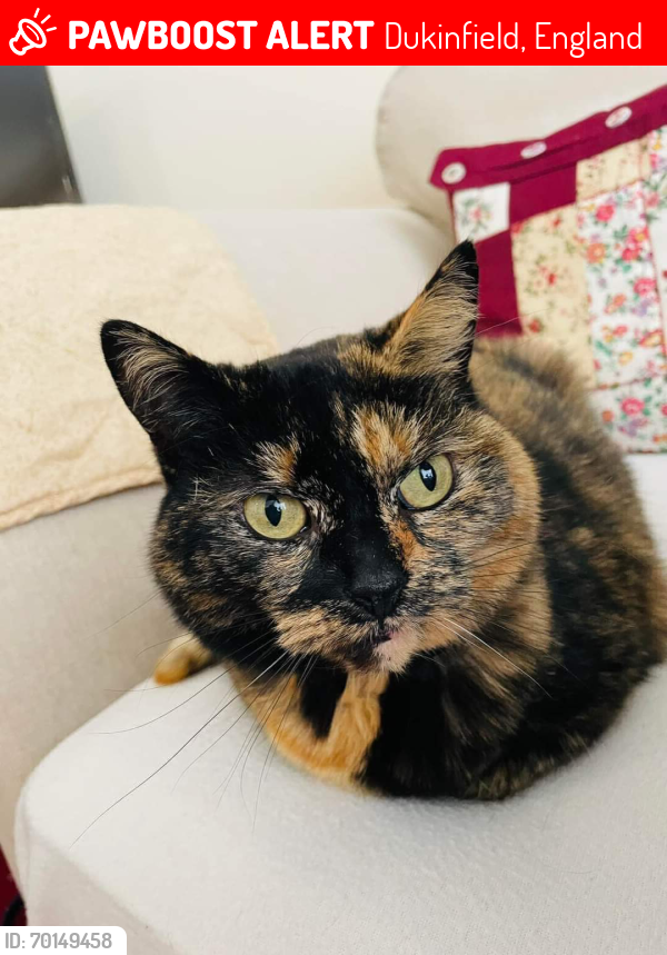 Dukinfield, England Lost Female Cat, Princess Is Missing | PawBoost