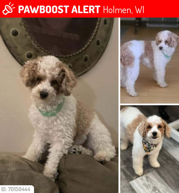 Onalaska, WI Lost Female Dog, Piper Is Missing | PawBoost