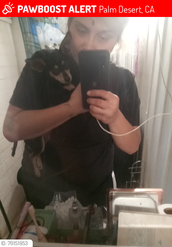 Palm Springs, CA Lost Male Dog, Goon Is Missing | PawBoost