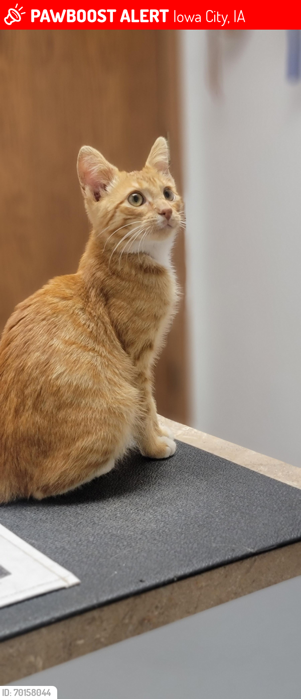 Iowa City, IA Lost Male Cat, Chee Is Missing | PawBoost