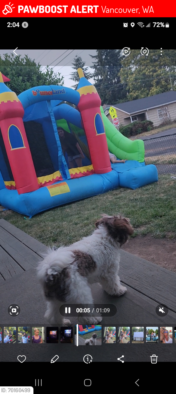 Vancouver, WA Lost Female Dog, Luna Is Missing | PawBoost